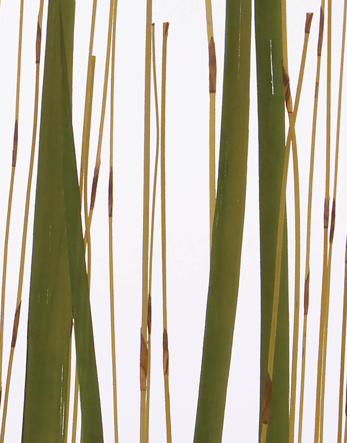 Interlayers | Amazon | 3form