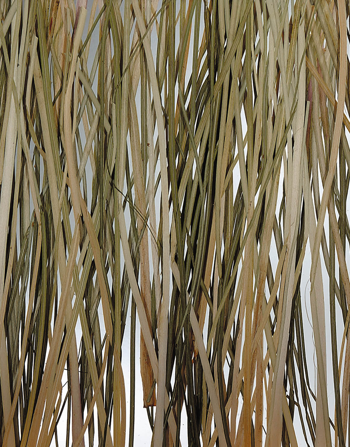 3form | Interlayers | Bear Grass Bear Grass