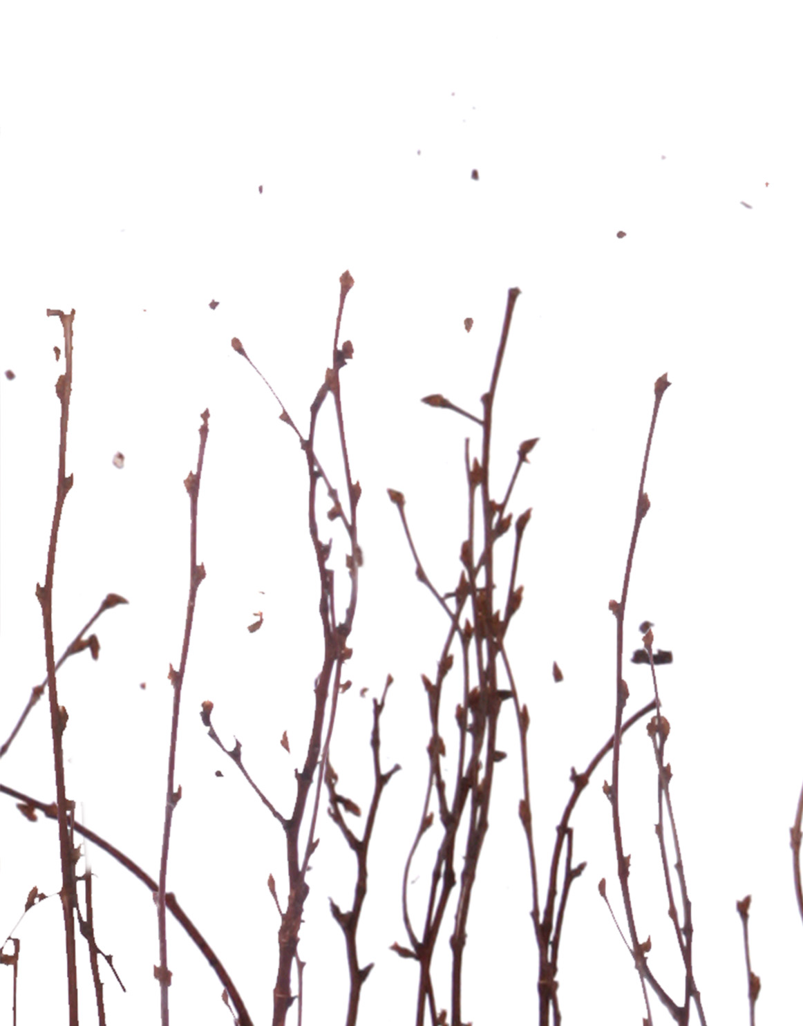 3form | Interlayers | Birch Custom Fade