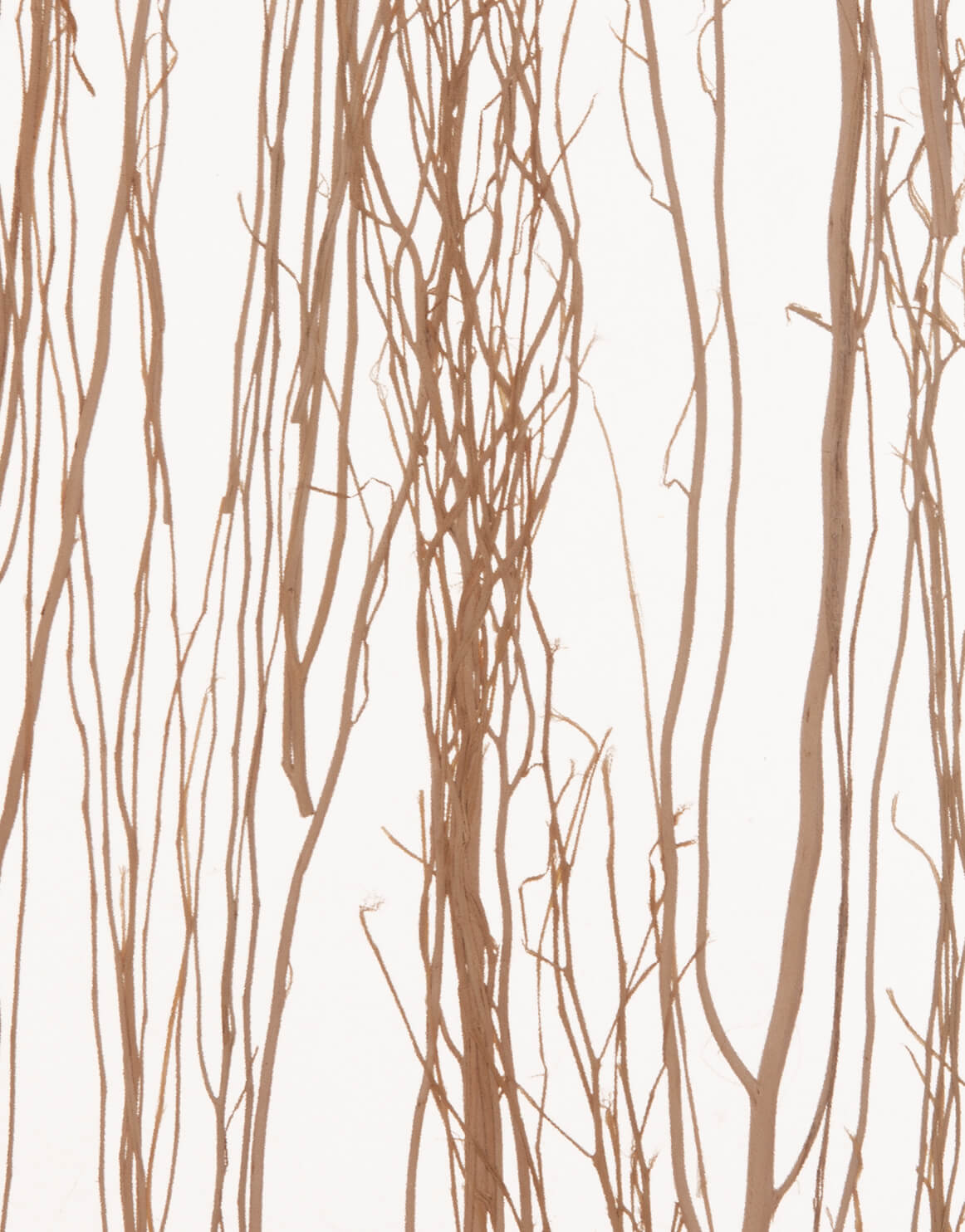 3form | Interlayers | Thicket Natural