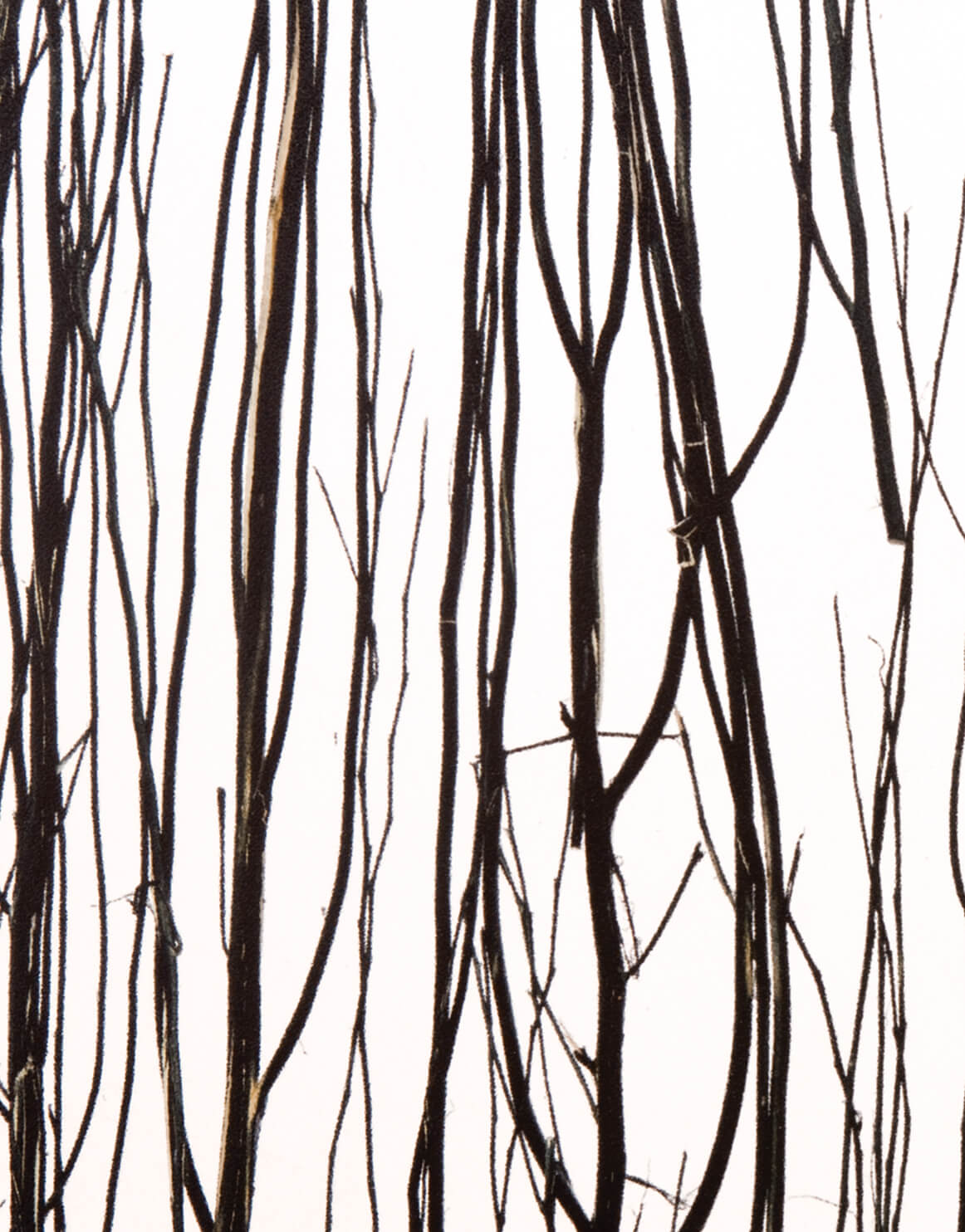 3form | Interlayers | Thicket Raven