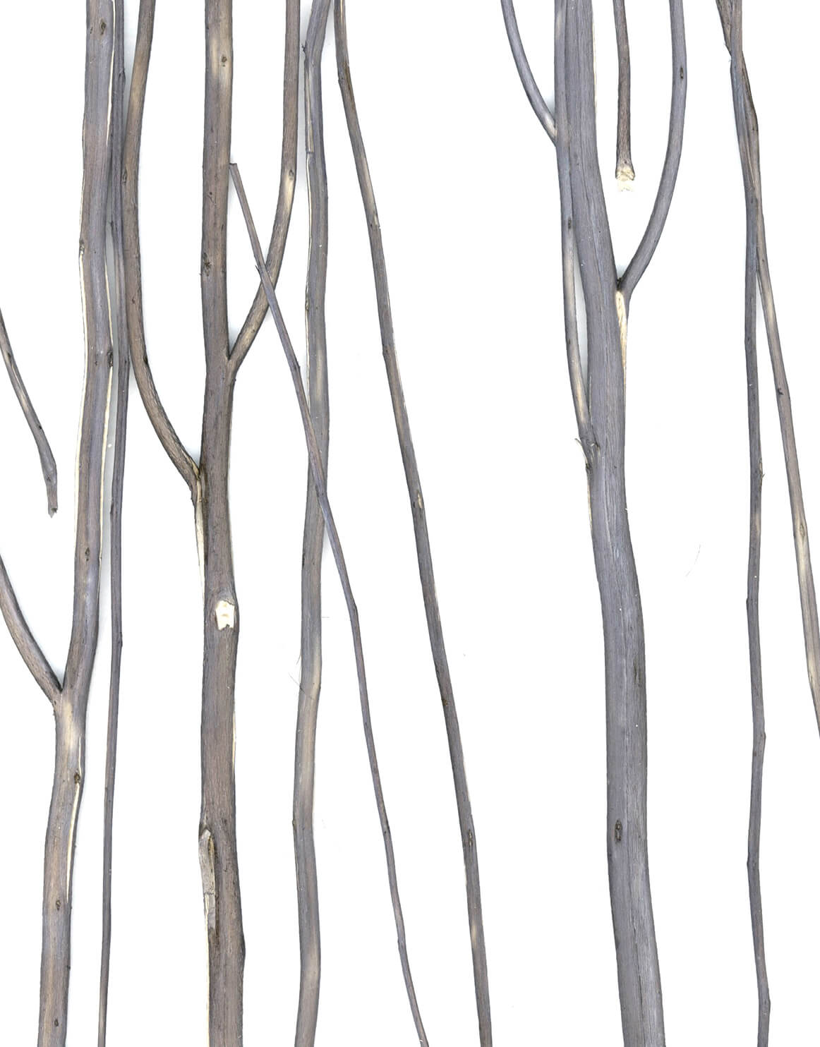 Interlayers | Thicket | 3form